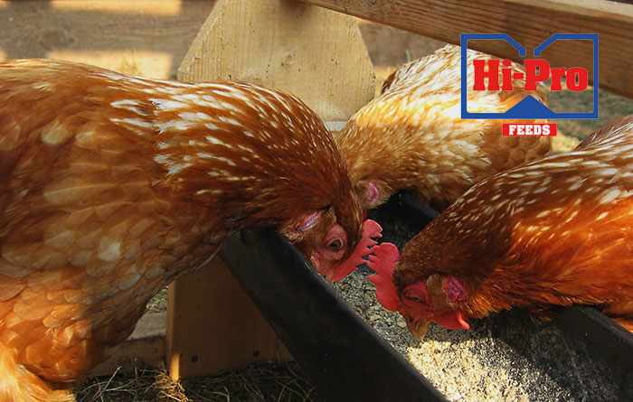 Hi-Pro Feeds | HiPro | Digicel MORE